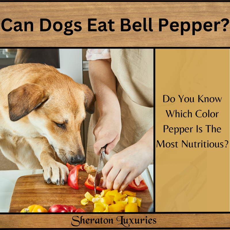 Can Dogs Eat Bell Peppers Which Color Pepper Is The Most Nutritious