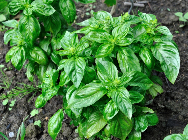 Health Benefits Of Basil 12 Ways This Super Herb Can Help You David