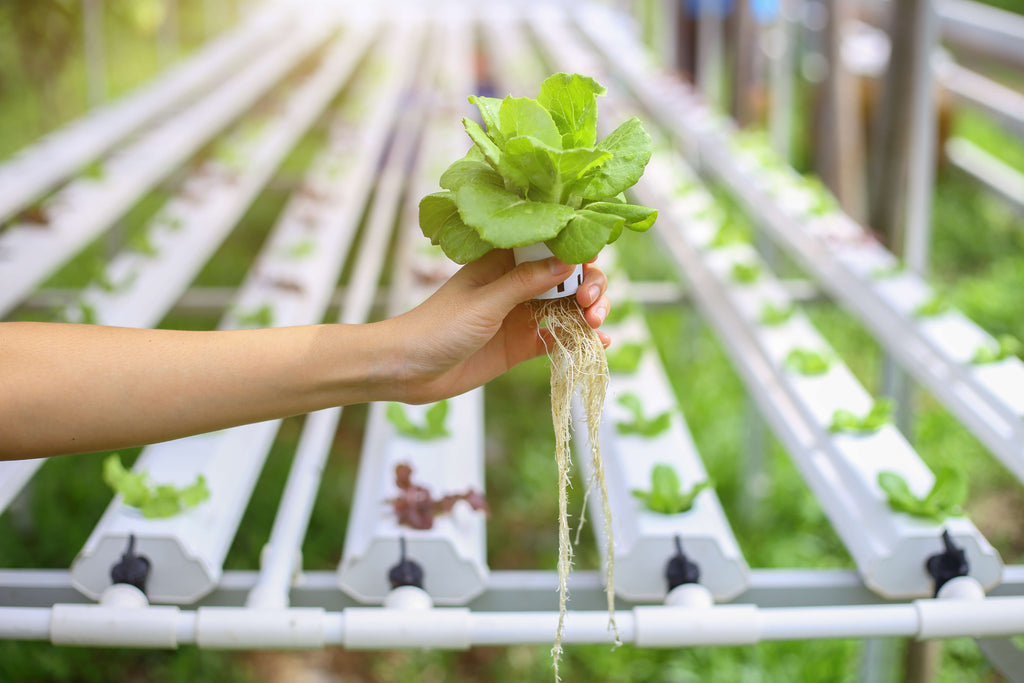 What Are Hydroponic Systems And How Do They Work Fresh Water Systems