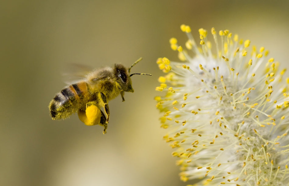 Was Sind Blütenpollen Alles über Das Superfood Der Biene Beegut