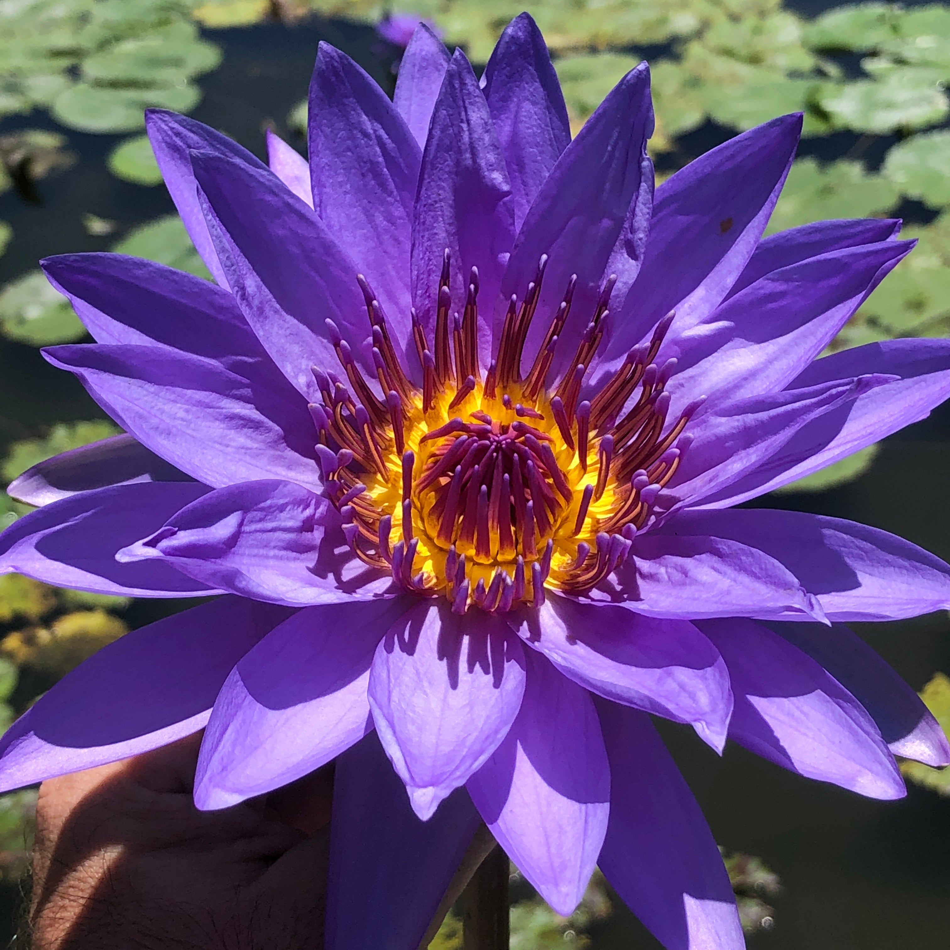 Blue Lotus Blossom Herbal Teatisane Mountain Stream Teas