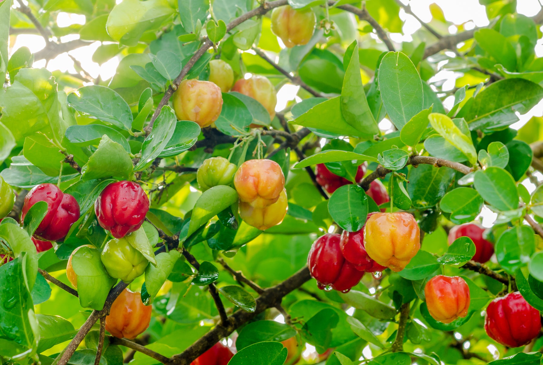 Barbados Cherry Tropical Fruit Tree Sow Exotic