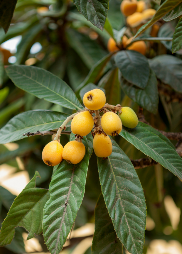 Champagne Loquat Fruit Tree Eriobotrya Japonica Sow Exotic