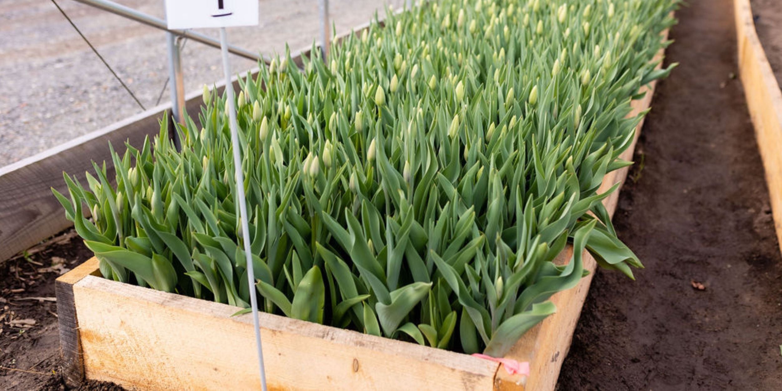 Raised Bed Gardens Made Easy Rooted Flowers