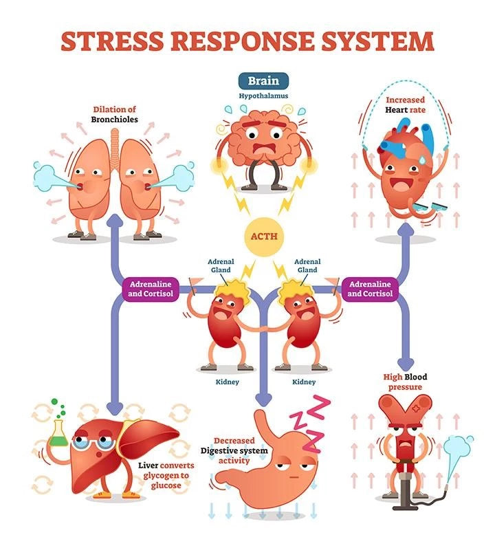 Adrenal Supplements And Weight Gain The Stressweight Connection Exp