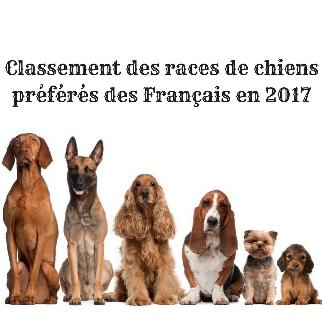 Les 10 Races De Chiens Préférés Des Français En 2017 Abc Chien Et Chat