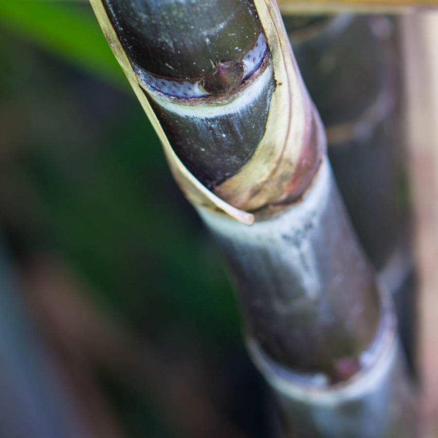 Purple Sugar Cane Kauai Farmacy