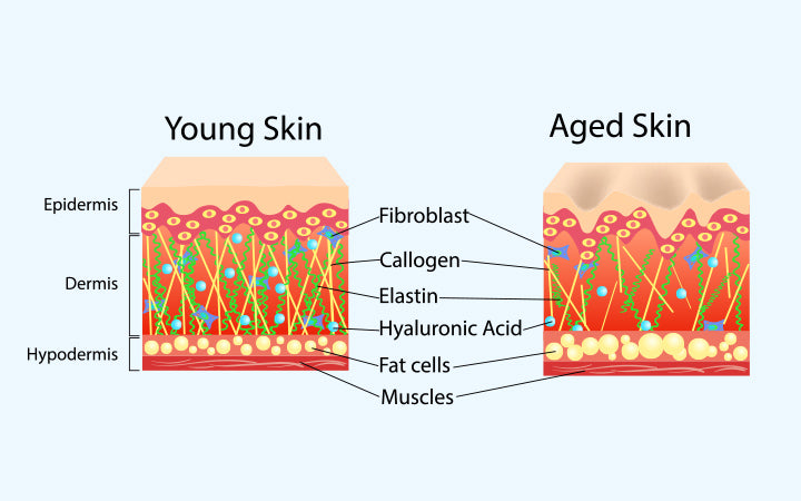 Collagen Vs Elastin Know The Difference Skinkraft