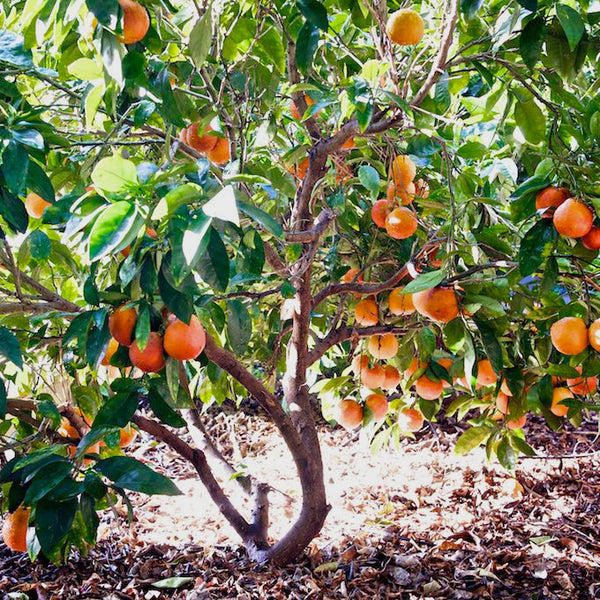 Blood Orange Tree Order Online Plantingtree