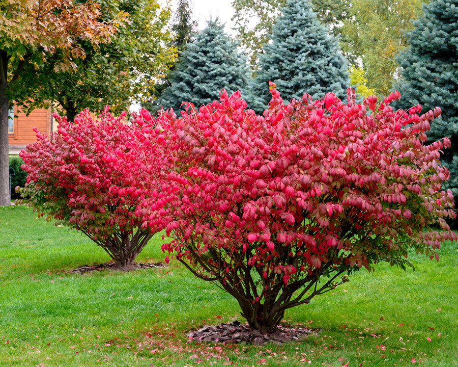 Burning Bush Stunning Fire Engine Fall Red Color Plantingtree