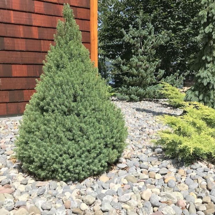 Dwarf Alberta Spruce — Plantingtree