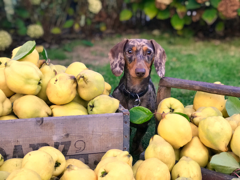 Top 20 Fruits And Vegetables That Are Safe For Your Dog