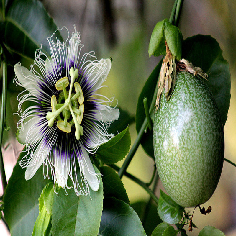 Passion Fruit Fruit Plants And Tree Exotic Flora