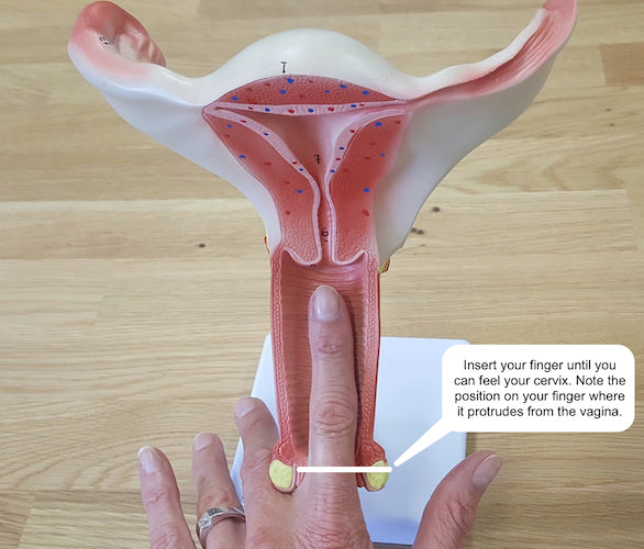 How To Check Cervix Position Elementchampionship Jeffcoocctax