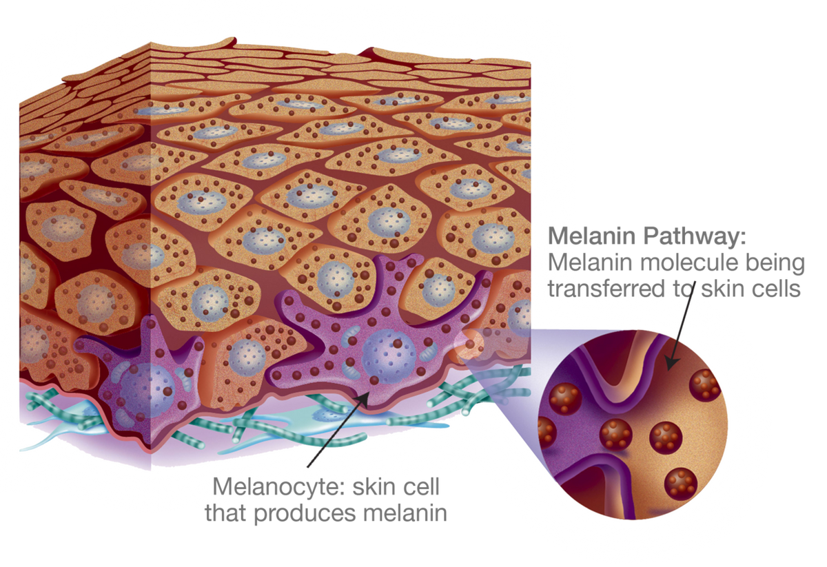 Melanin 101 What Is Melanin How Does It Protect Our Skin Avya Skincare