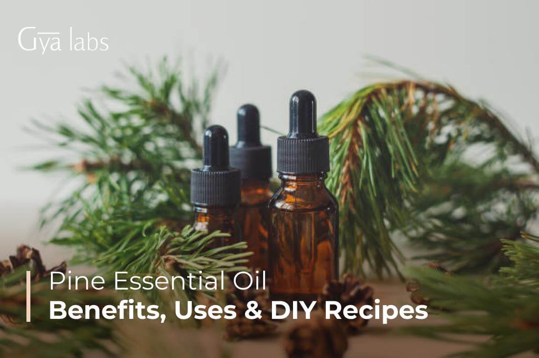 Pine Essential Oil Dive Into Benefits Uses And Exciting Diy Recipes