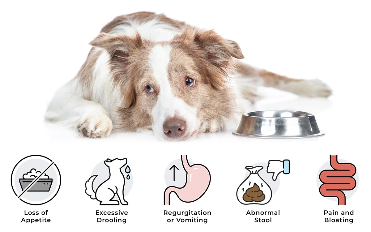 What Are Signs Of Intestinal Blockage In Dogs