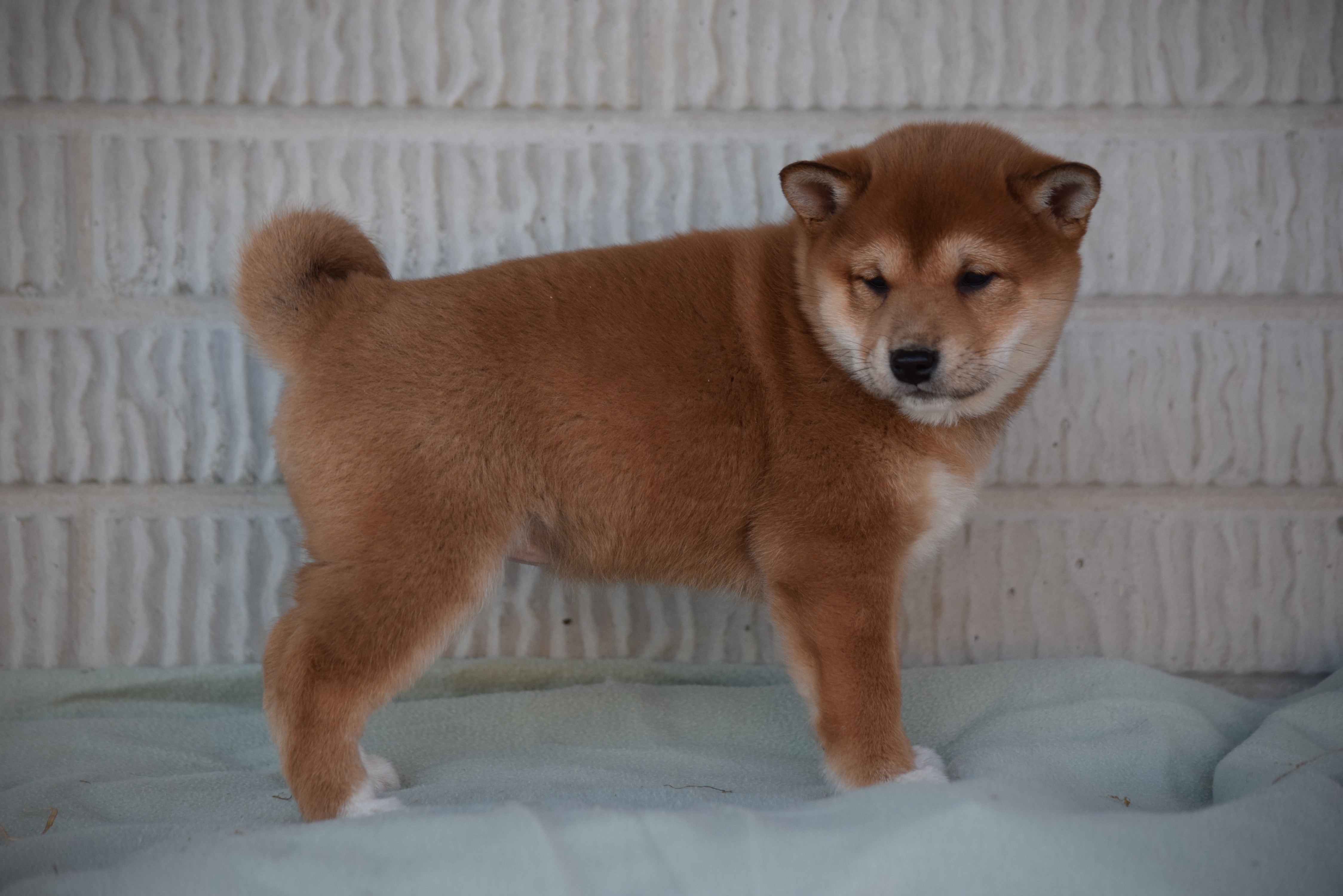 Aca Registered Shiba Inu Puppy For Sale Female Holly Fredericksburg O