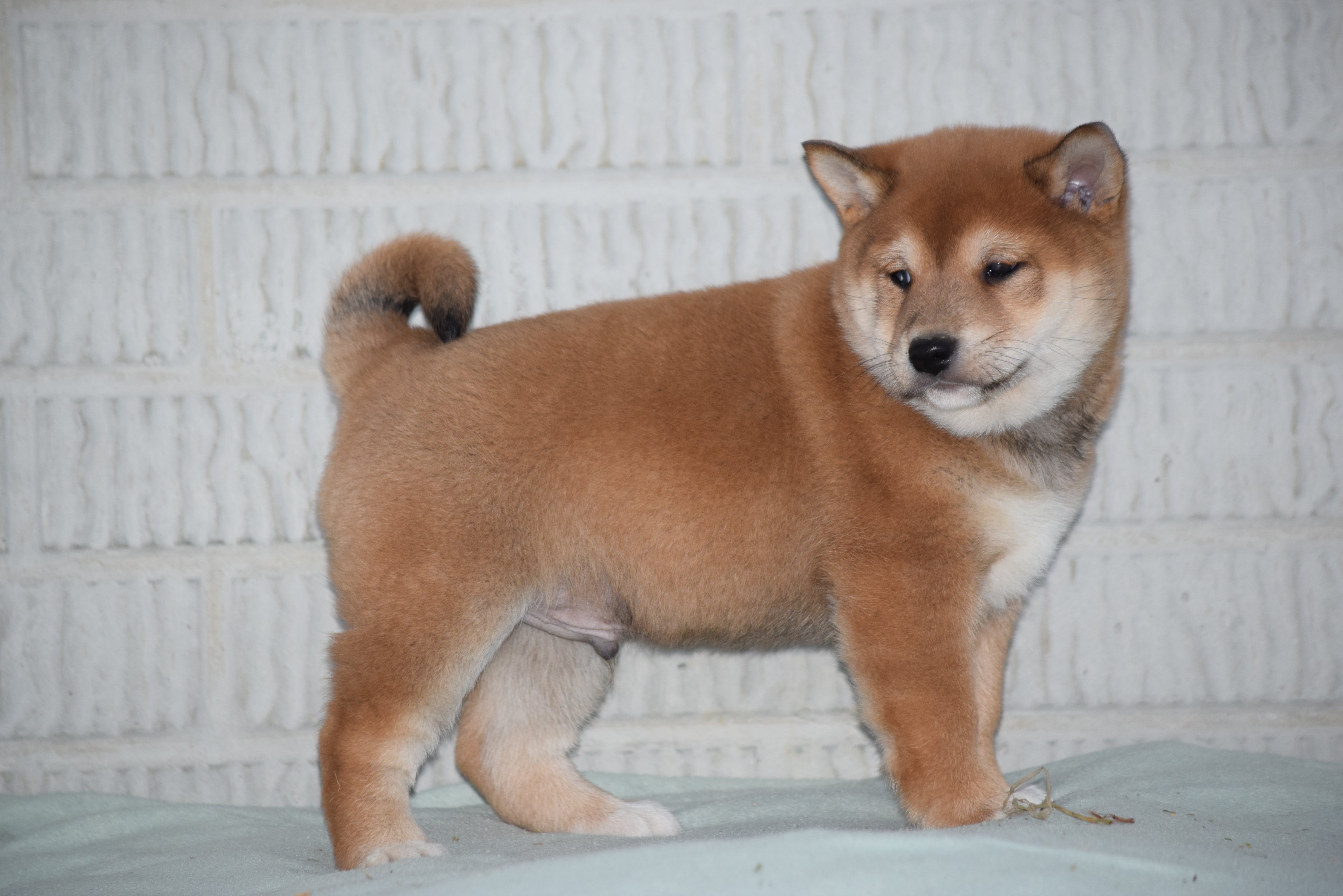 Aca Registered Shiba Inu Puppy For Sale Male Oscar Fredericksburg Ohi