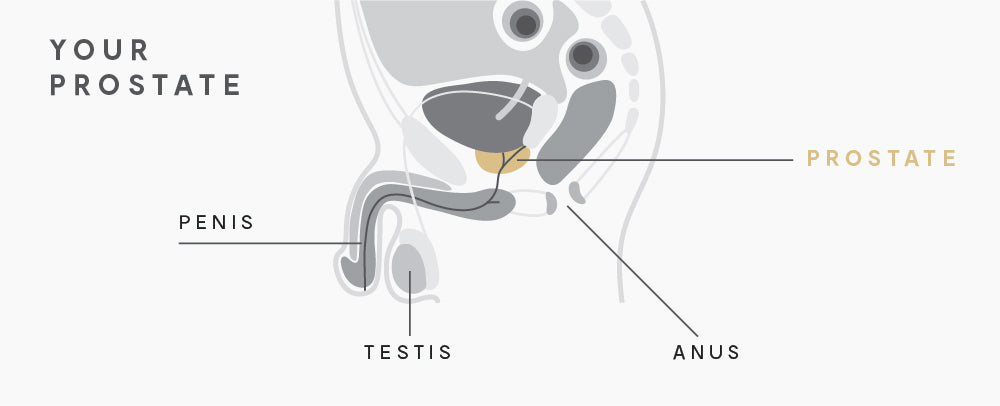 Health And Wellness Benefits Of Prostate Massage Giddi