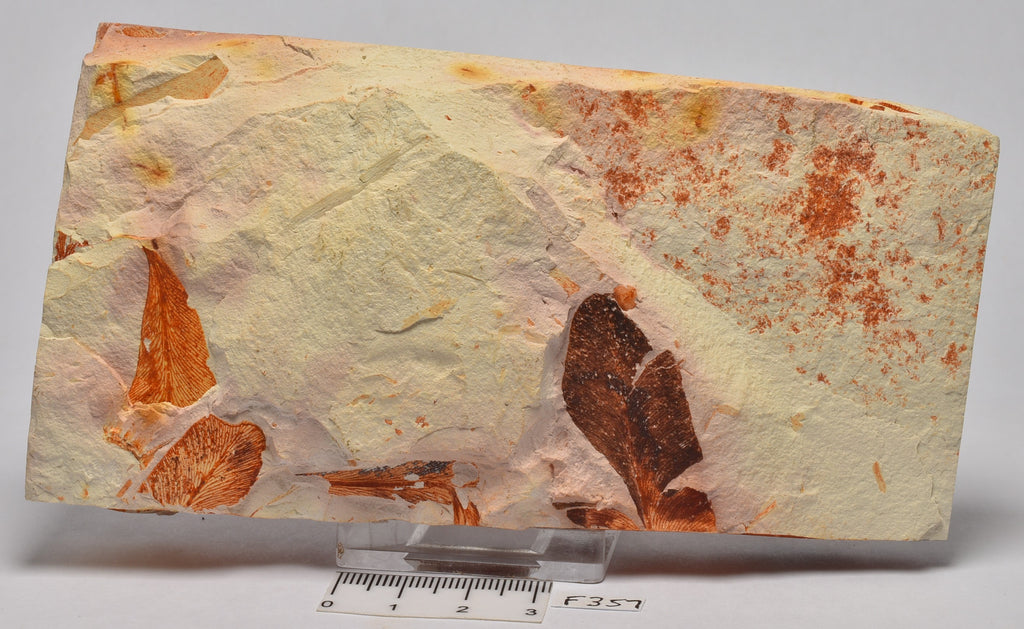 Glossopteris Brownii Fossil Plant Leaf Permian Nsw Australia F357