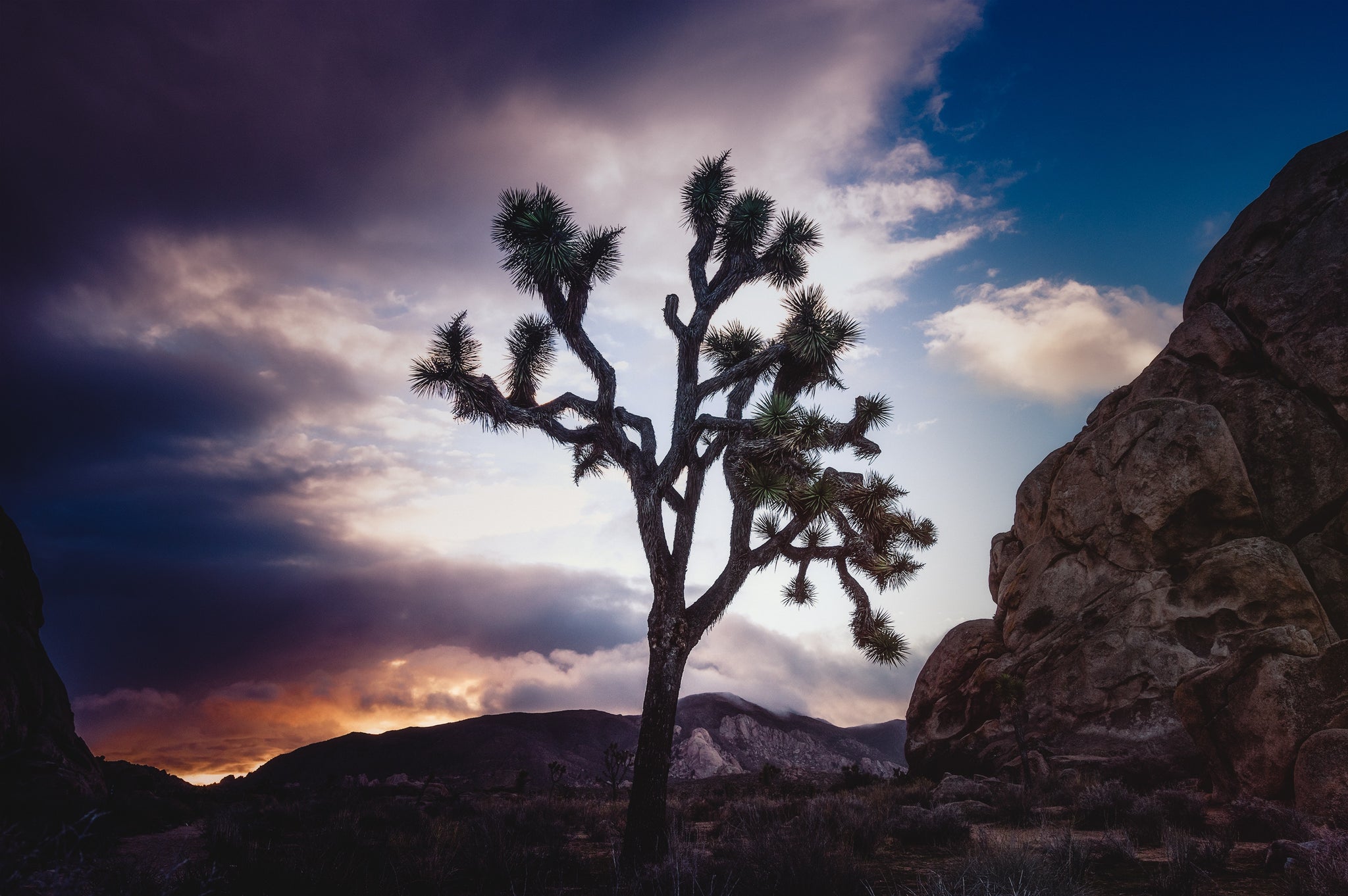 10 Facts About The Incredible Joshua Tree Tentree®