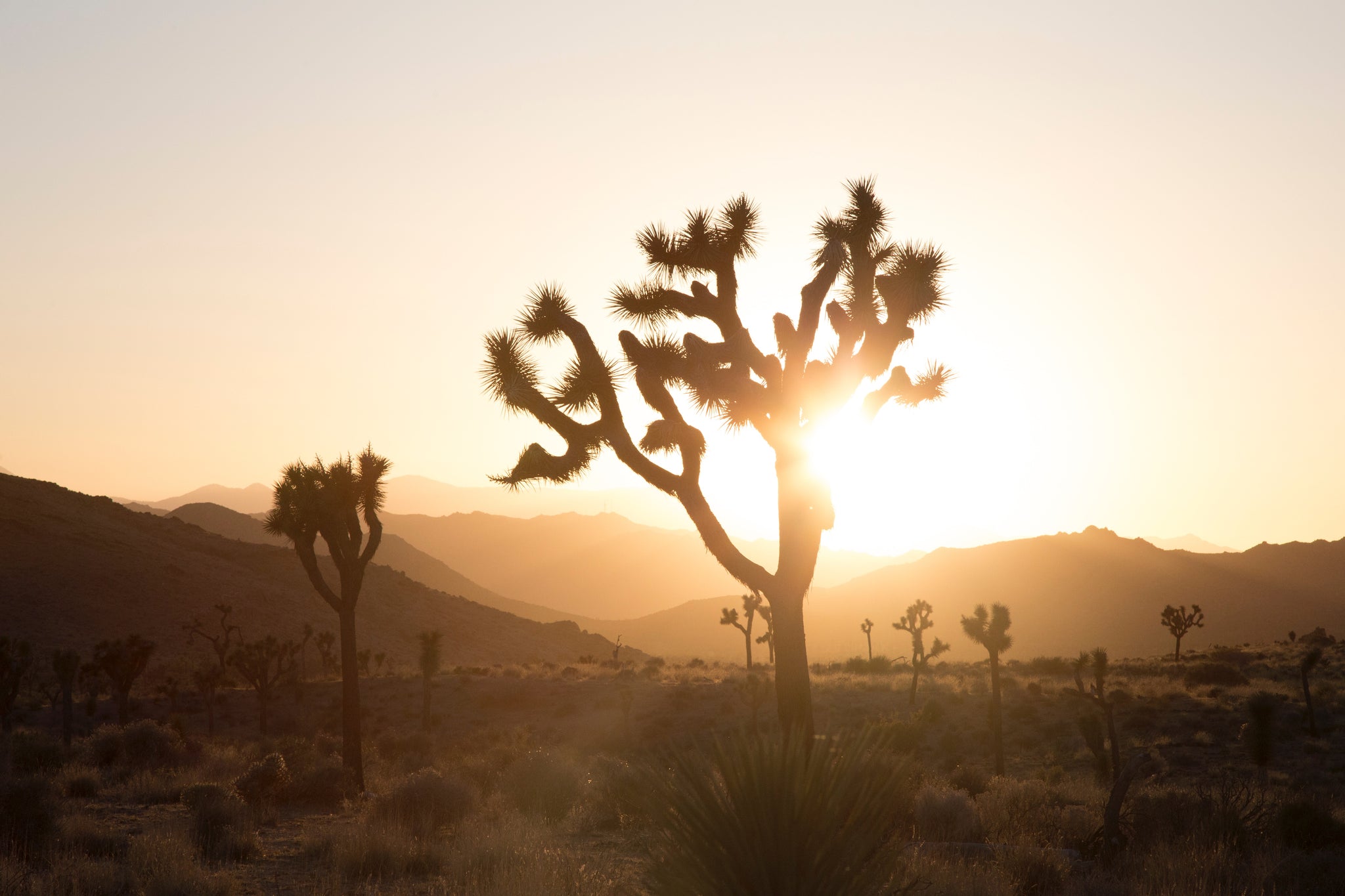 10 Facts About The Incredible Joshua Tree Tentree®