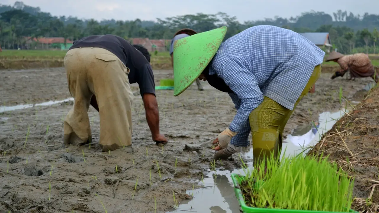 8 Cara Menanam Padi Yang Baik Dan Menguntungkan Mudah Dan Praktis