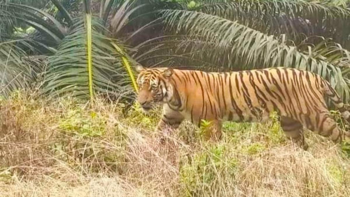 Harimau Melintas Di Sungai Pemancing Di Rokan Hilir Lari Terbirit