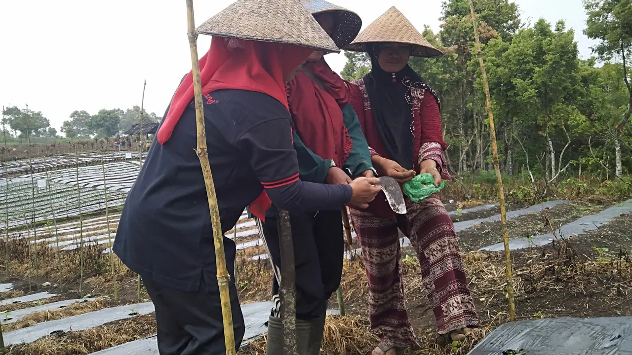 Menyulap Lahan Kritis Jadi Produktif Demi Melindungi Tn Kerinci Seblat