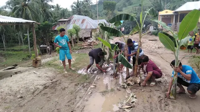 Kesal Tak Kunjung Diperbaiki Warga Desa Tanam Pohon Pisang Di Jalan