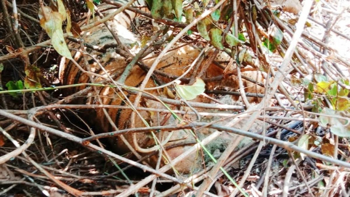 Mati Lagi Kena Jerat Di Riau Harimau Sumatra Diambang Kepunahan