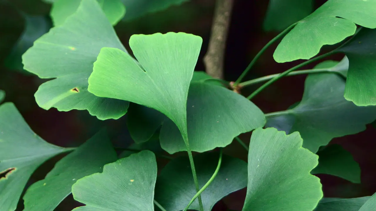 Mengenal Ginkgo Biloba Khasiat Dosis Penggunaan Dan Efek Samping