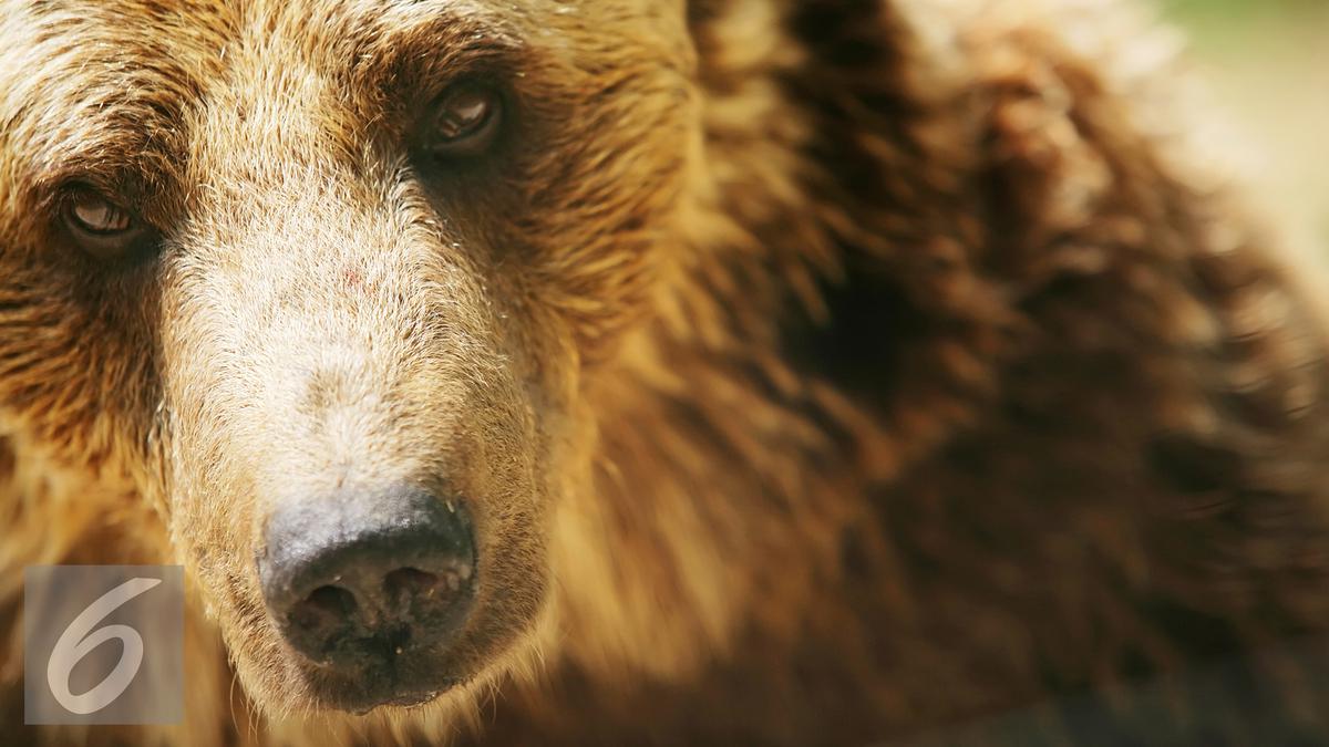 Klarifikasi Sinka Zoo Singkawang Soal Viral Beruang Madu Kurus