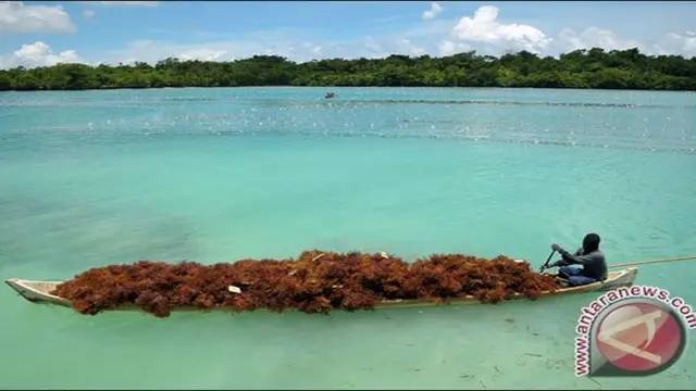 Rumput Laut Mampu Tingkatkan Kesejahteraan Masyarakat Pesisir Bisnis