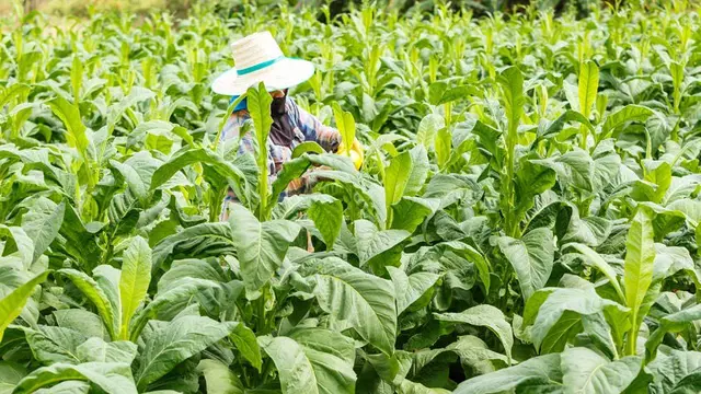 Tarif Cukai Rokok Naik Petani Tembakau Merana Bisnis