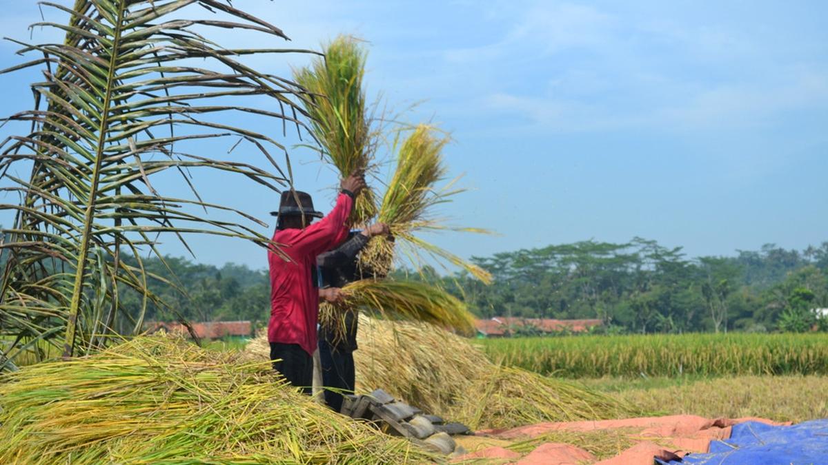 8 Cara Menanam Padi Yang Baik Dan Menguntungkan Mudah Dan Praktis