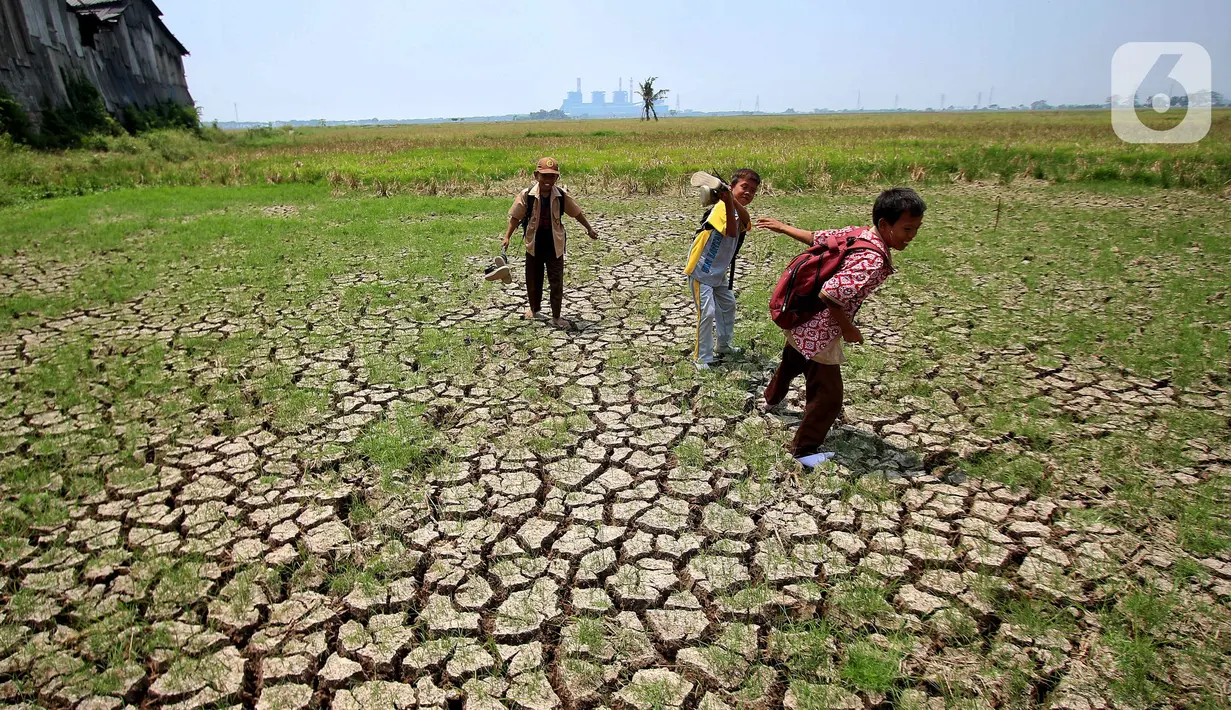 Fenomena El Nino 201 Hektar Sawah Di Tangerang Banten Gagal Panen Dan