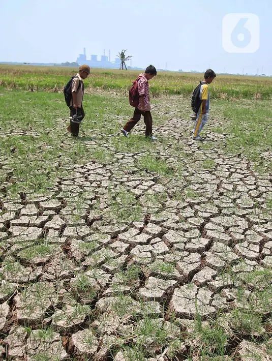 Fenomena El Nino 201 Hektar Sawah Di Tangerang Banten Gagal Panen Dan