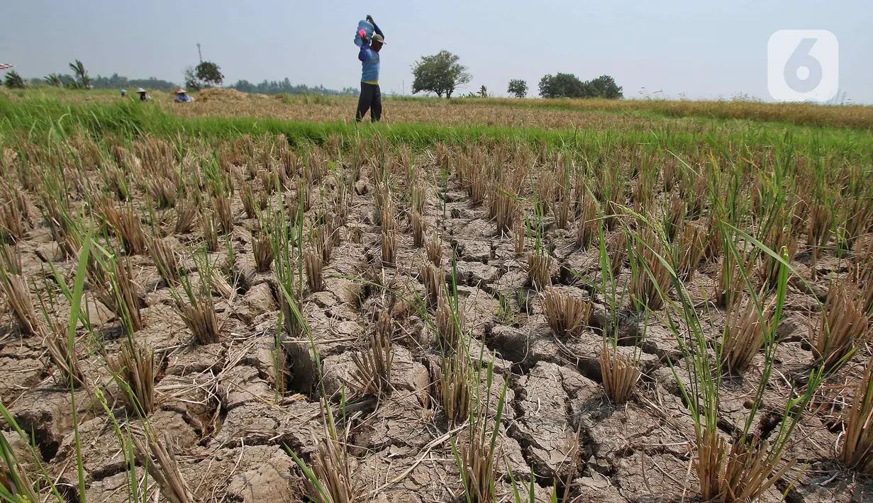 Fenomena El Nino 201 Hektar Sawah Di Tangerang Banten Gagal Panen Dan