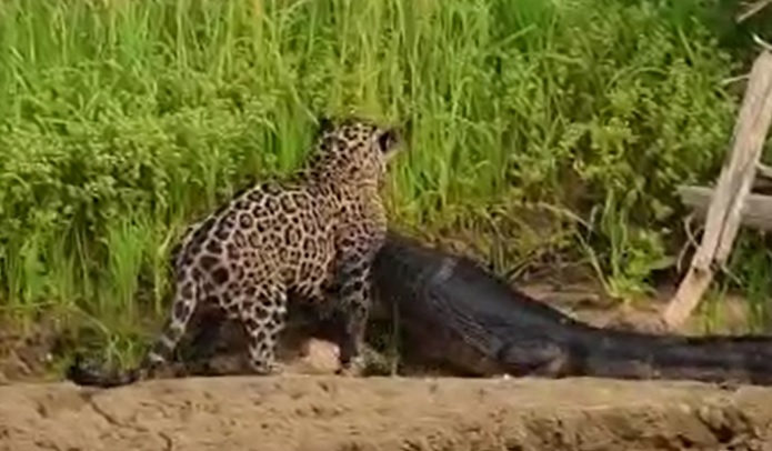 Em Mt é Assim Onça Ataca Jacaré Para Salvar Filhotes Primeira Página