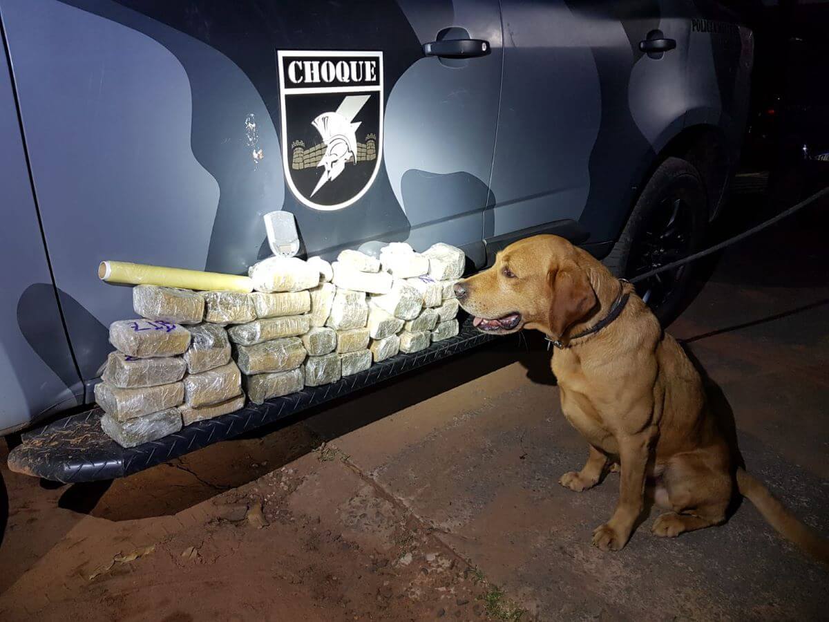 Cão Farejador Encontra 85 Kg De Maconha Com Jovem De 19 Anos