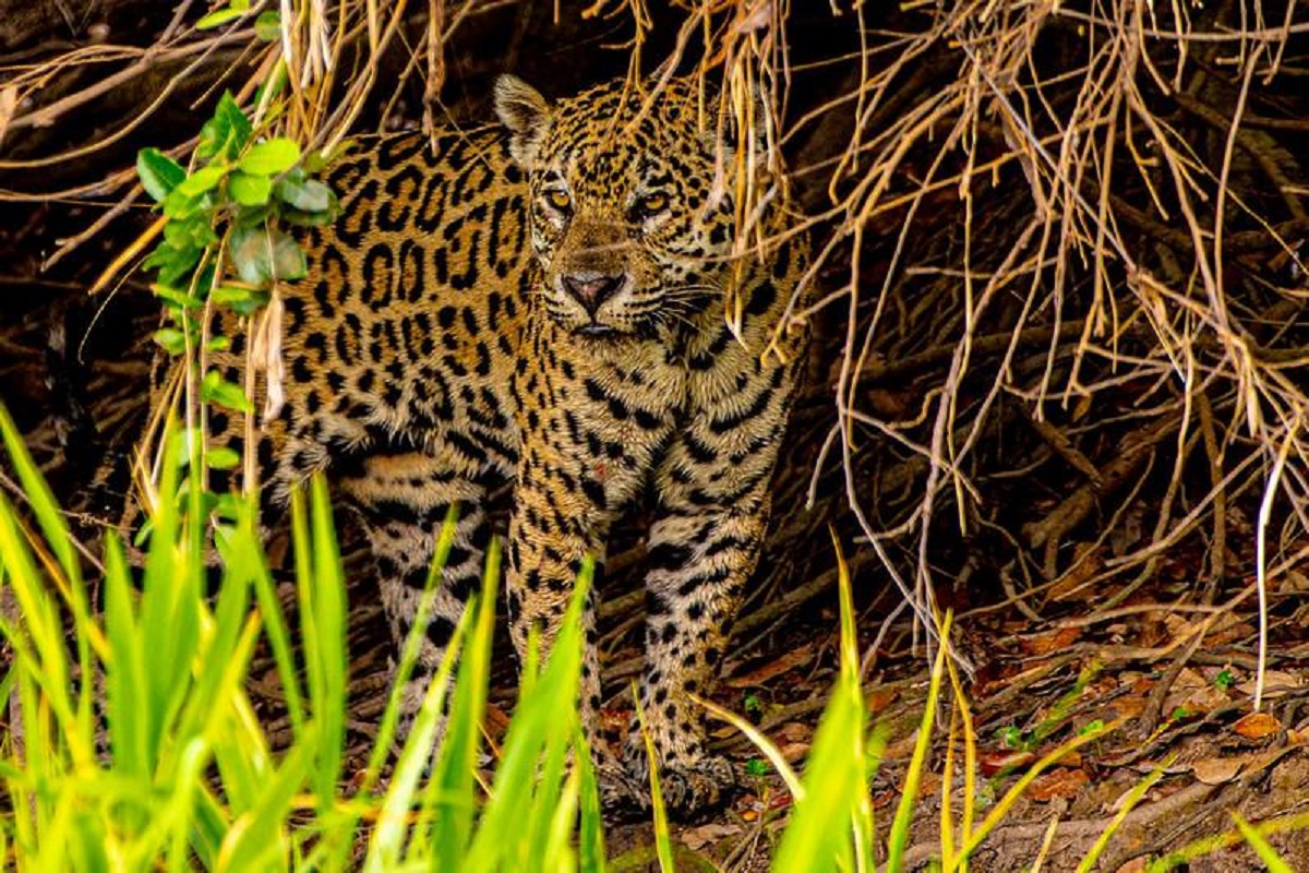 Dia Da Onça Pintada Maior População Da Espécie Fica No Pantanal De Mt