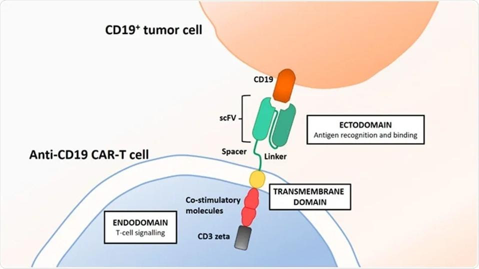 The Remarkable Research Of Car T Therapy Part Ii B Cell Cancers