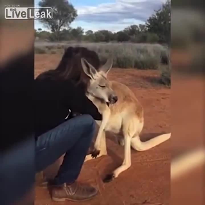 Rescued Kangaroo Hugs Her Rescuers Everyday Coub The Biggest Video