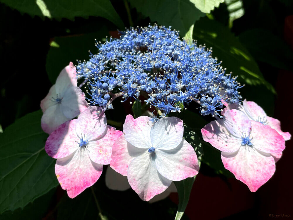 アジサイの育て方｜水やり頻度は？鉢植え・地植えで違いはある？