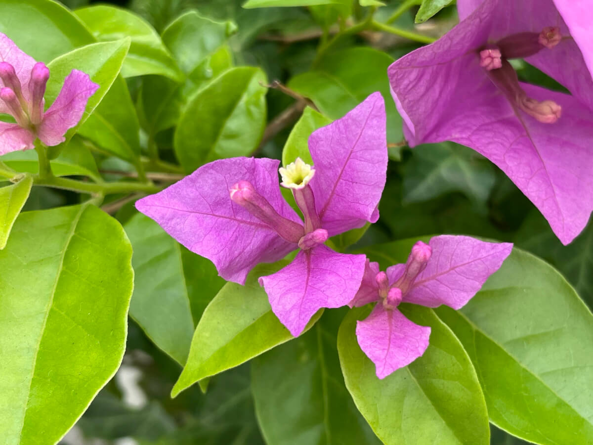 ブーゲンビリアの花言葉｜色別の意味や特徴、種類は？情熱的な意味もある？