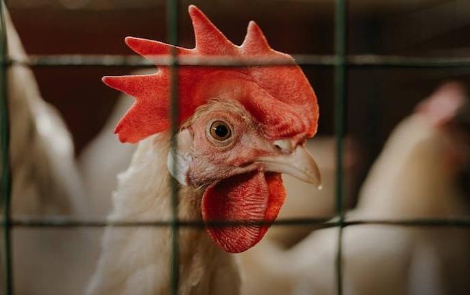 Russia Reports Worlds First Case Of Bird Flu Infection In Humans