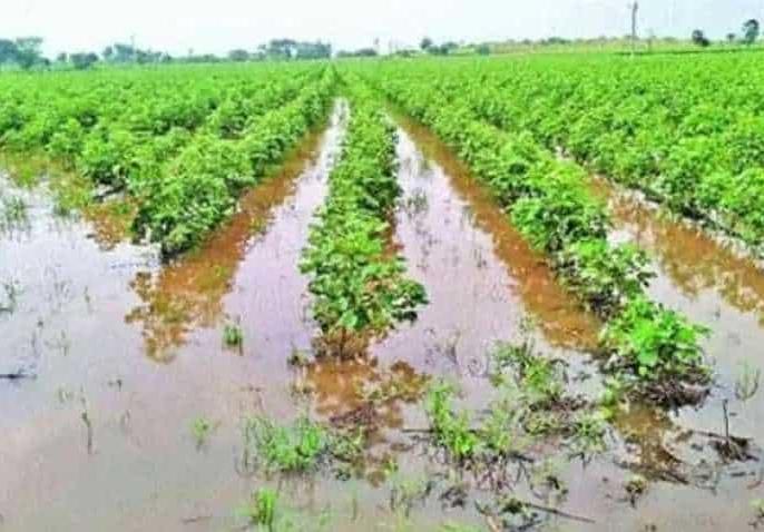 Unseasonal Rain And Hailstorms Cause Wheat And Gram Crop Damage In