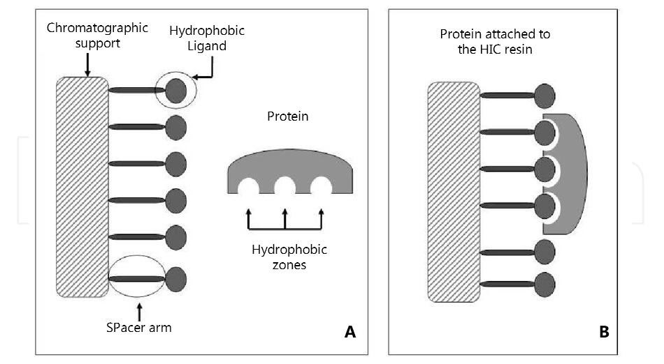 Cd Bioparticles Introduces Hydrophobic Interaction